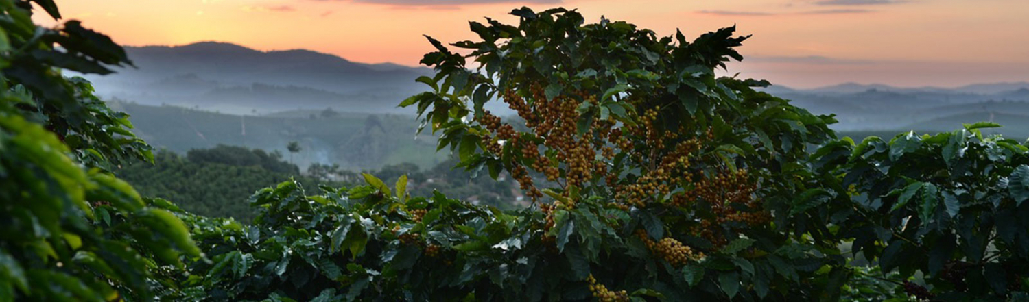 Buzzbox Coffee: extraordinary beans, delight & value in every cup